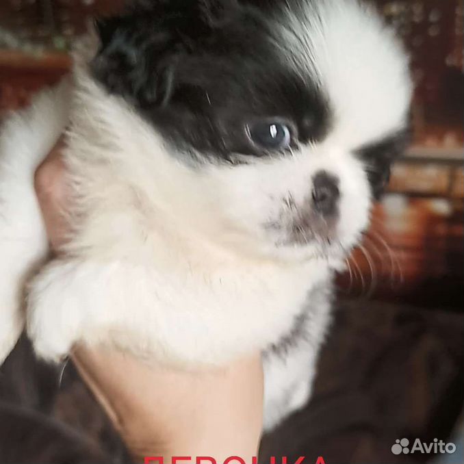 Пекинесики девочки