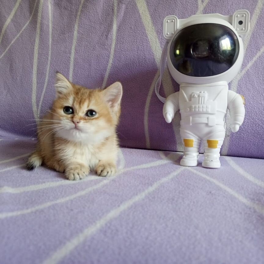 Золотая британка