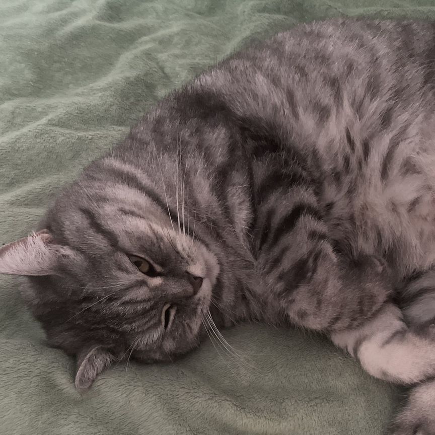 Шотландская прямоухая длинношёрстная, взрослая кошка