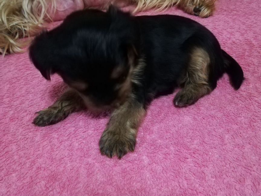 Йоркширский терьер щенки