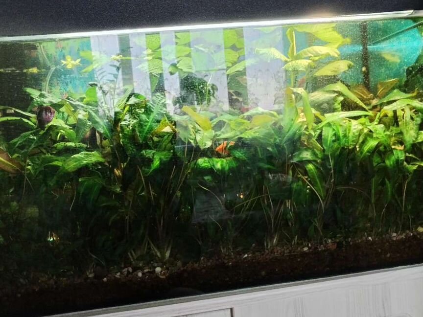 Растения для аквариума