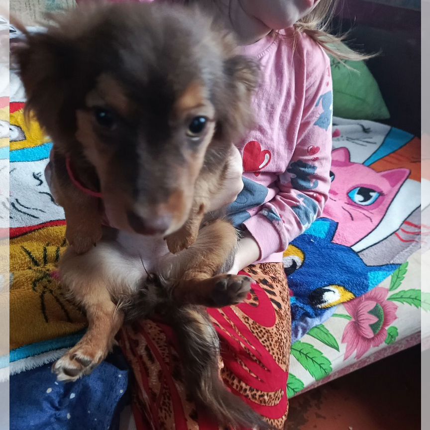 Чихуахуа, щенок