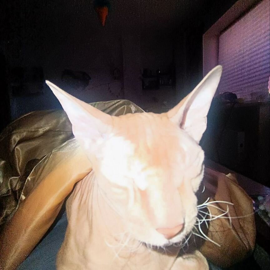 Вязка случка кошка сфинкс