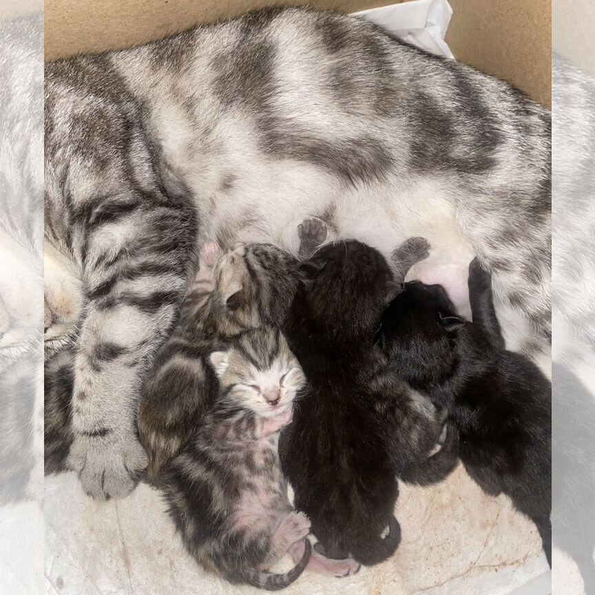 Шотландский прямоухий короткошёрстный котёнок