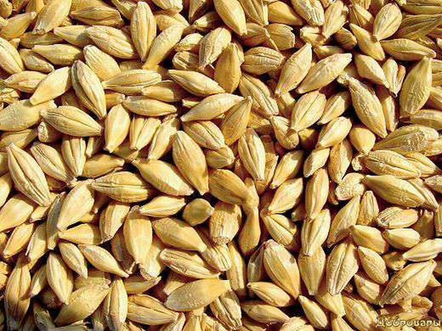 Ячмень 3 тонны Доставка