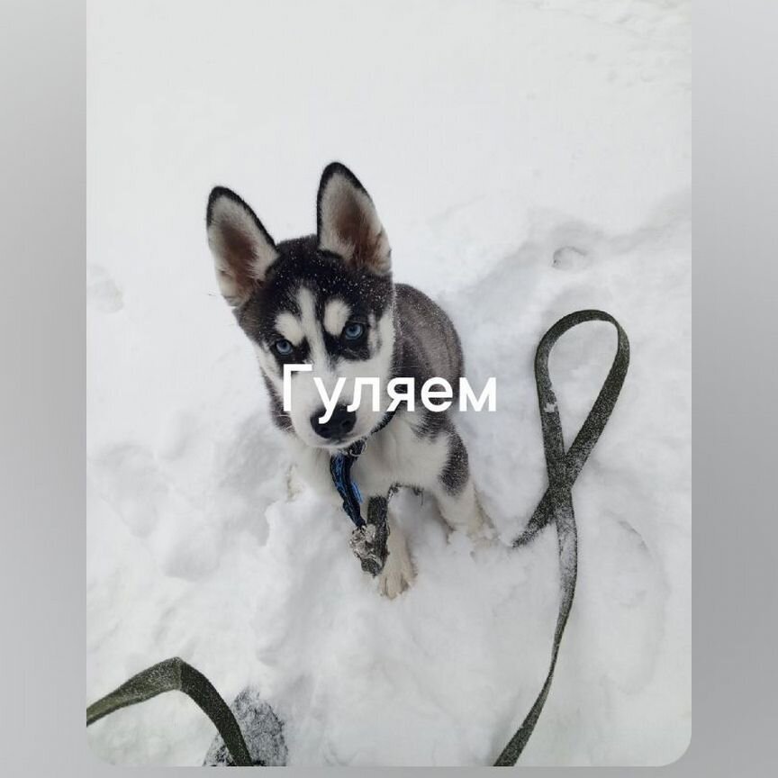 Продажа щенка хаски
