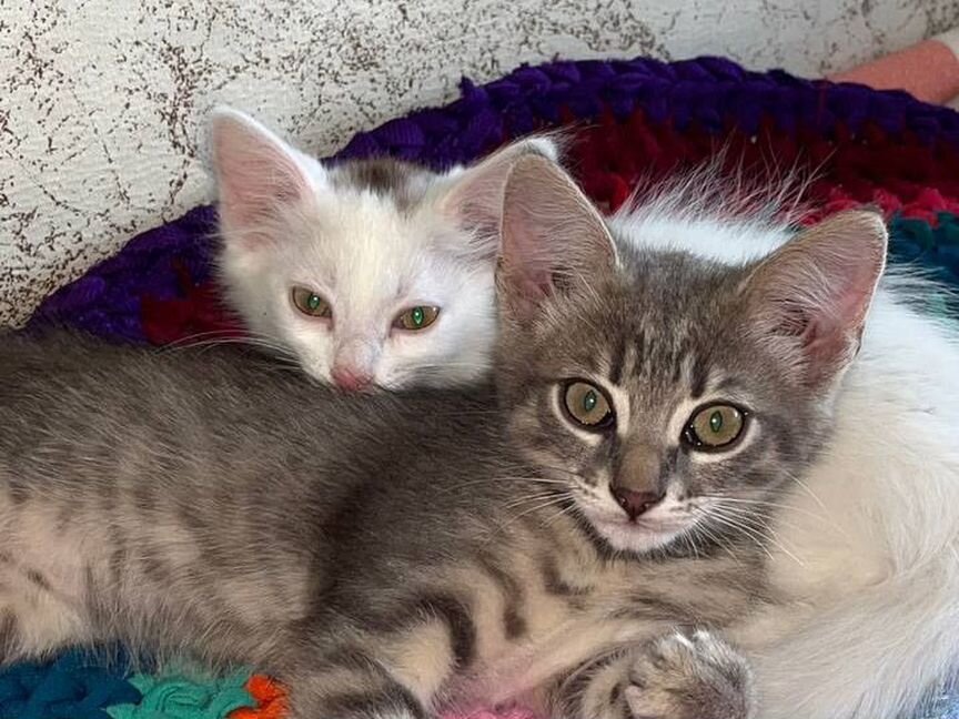 Котята в добрые руки