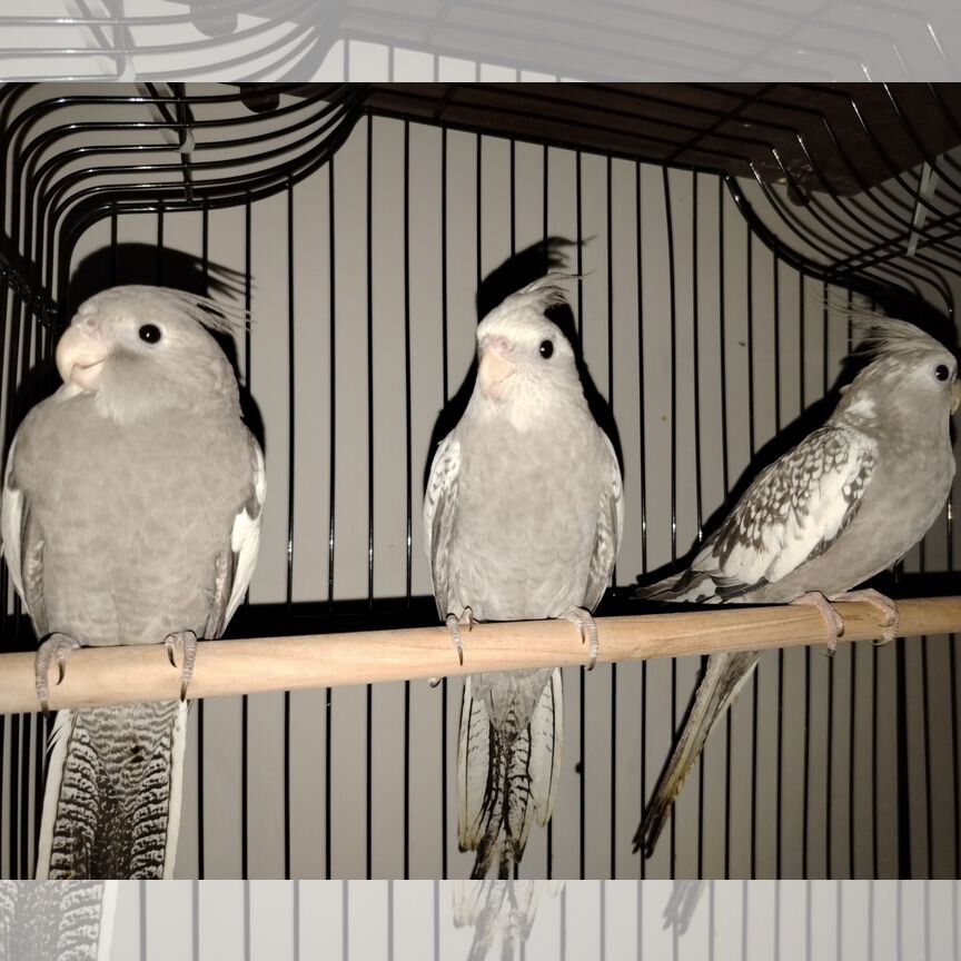 Попугай корелла птенец