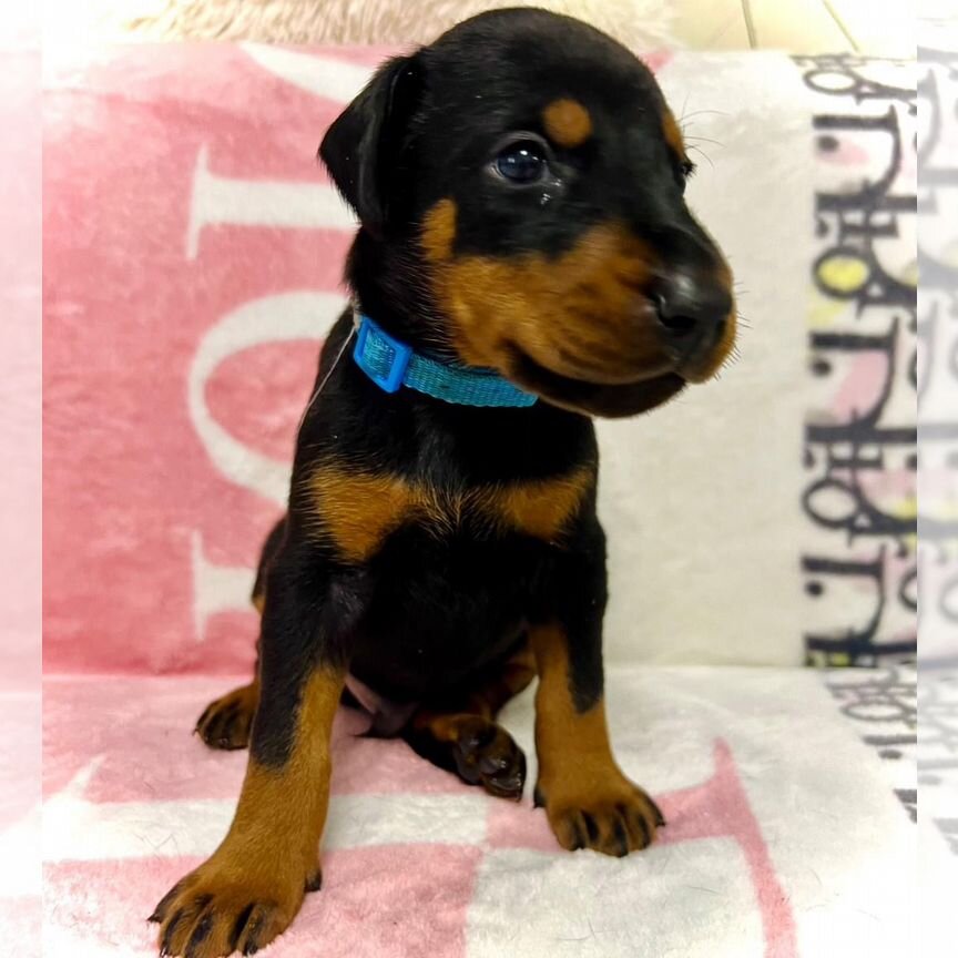 Щенки добермана с документами