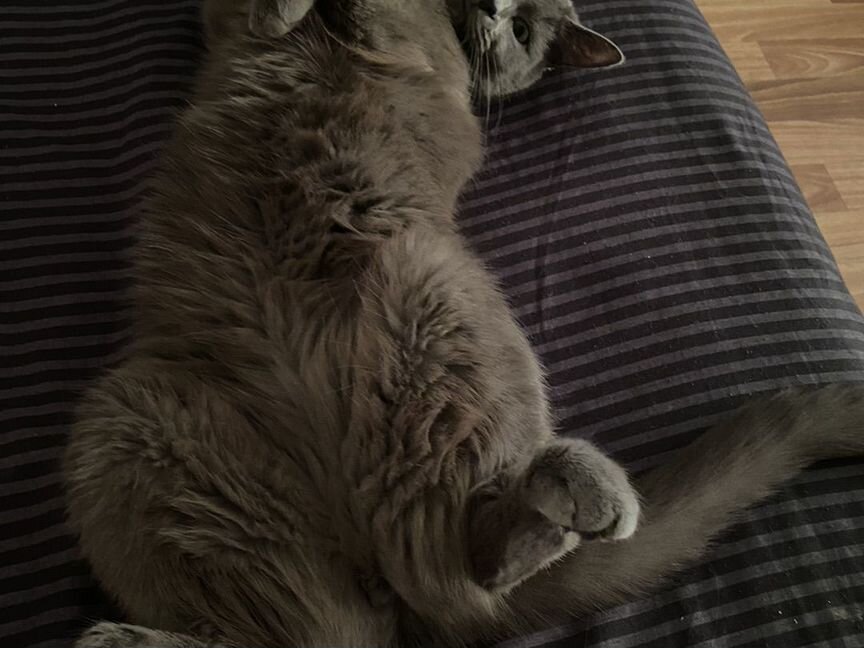 Кошка, Британская кошка