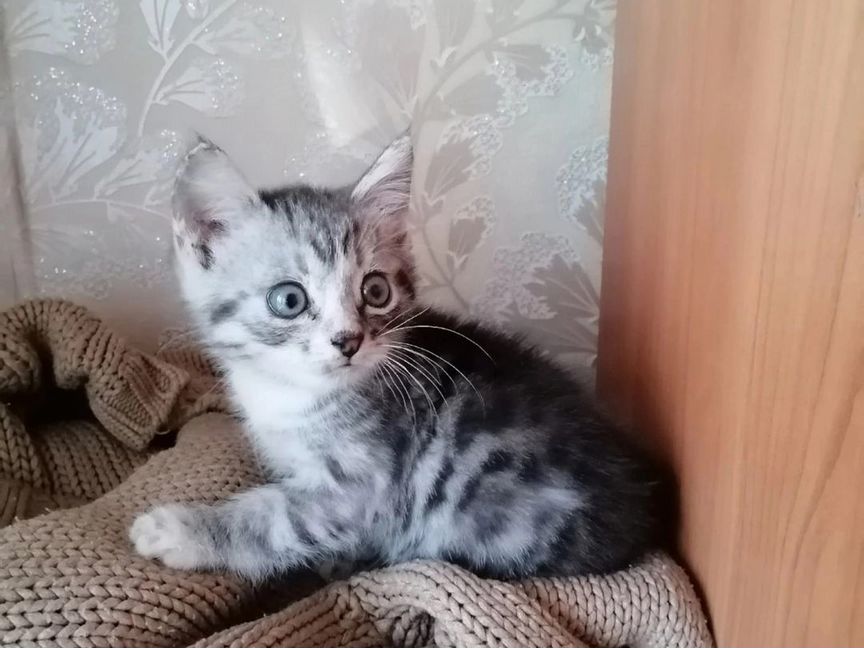 Котенок Степашка в хорошую семью бесплатно