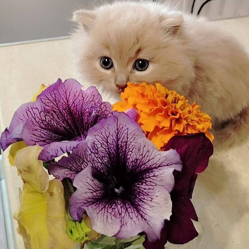 Шотландские прямоухие котята длинношерстные