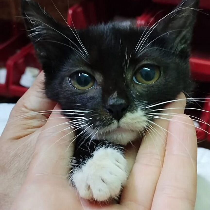 Маленький котеночек