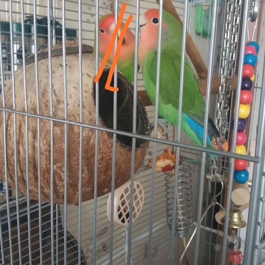 Попугай неразлучники