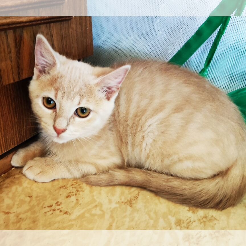 Рыжий котенок – мальчик 2 месяца