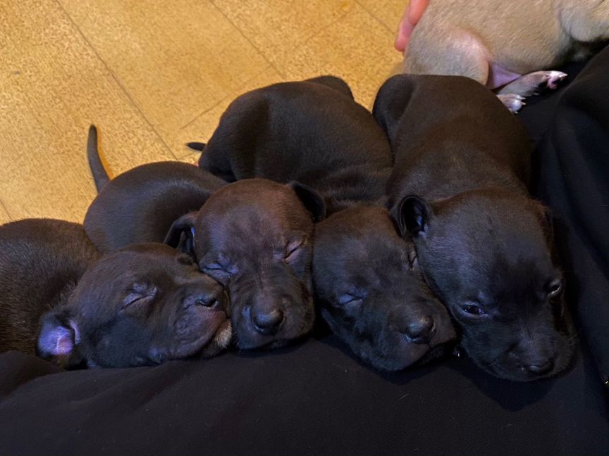 Щенки питбуля