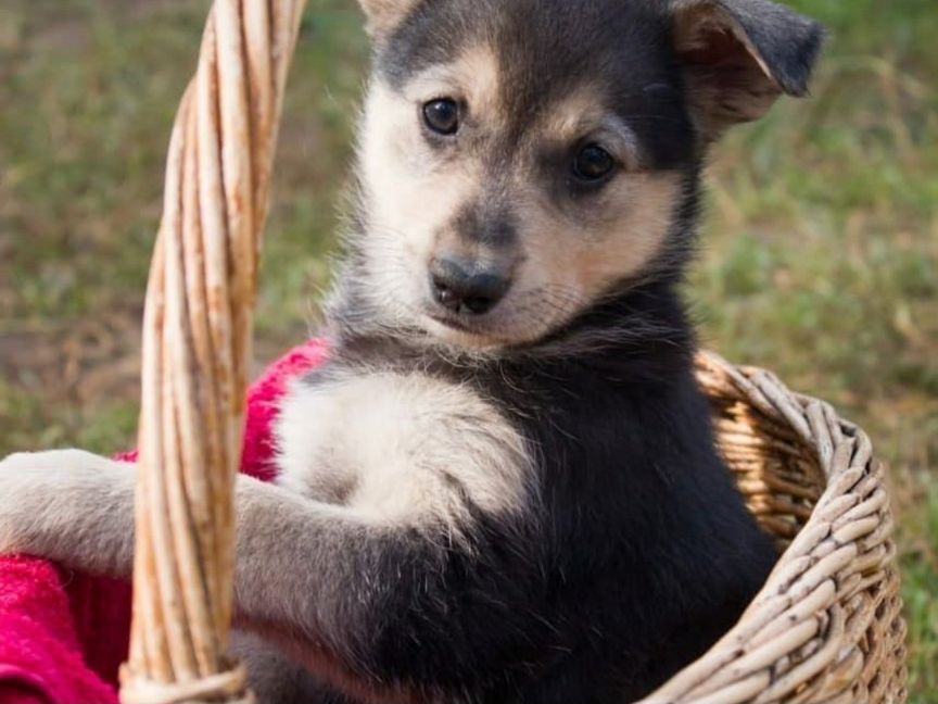 Щенки в добрые руки