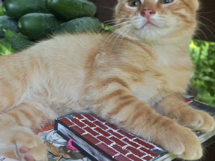 Котенок мальчик