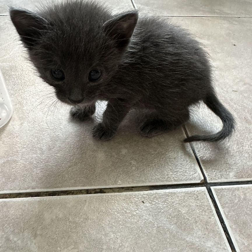 Серенький котенок