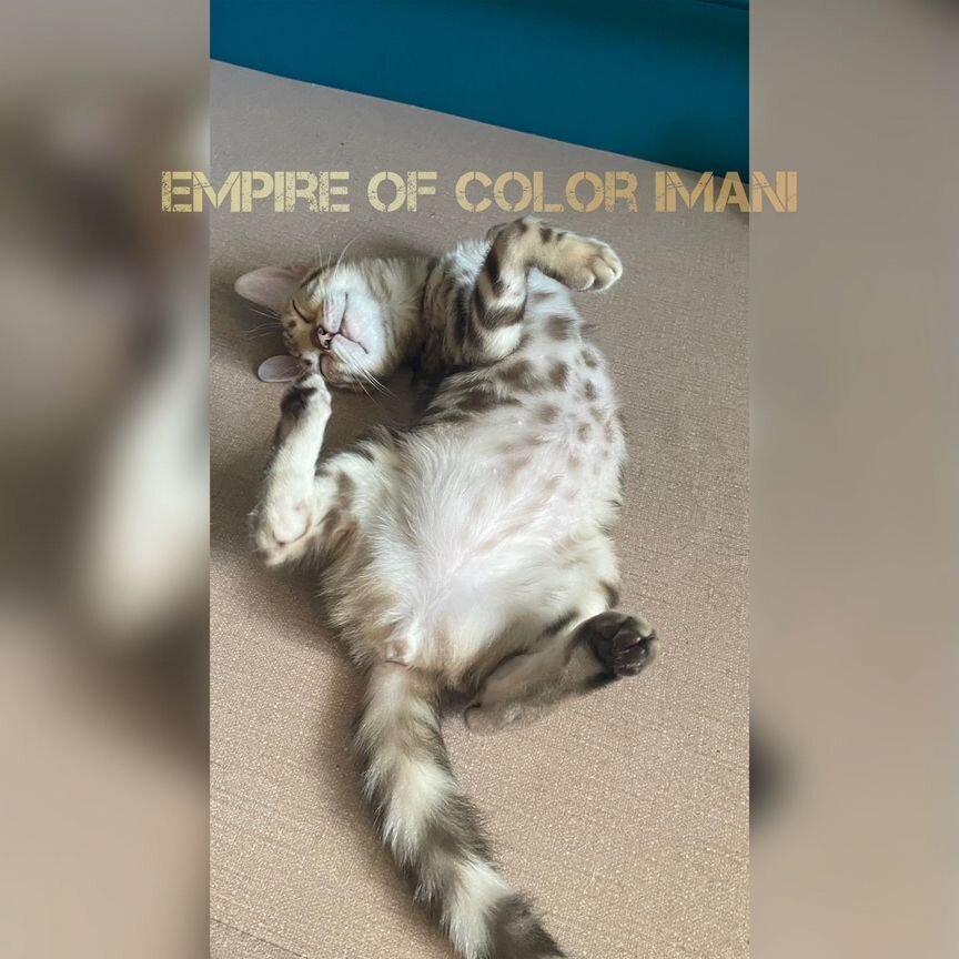 Имани - нежная бенгальская киса