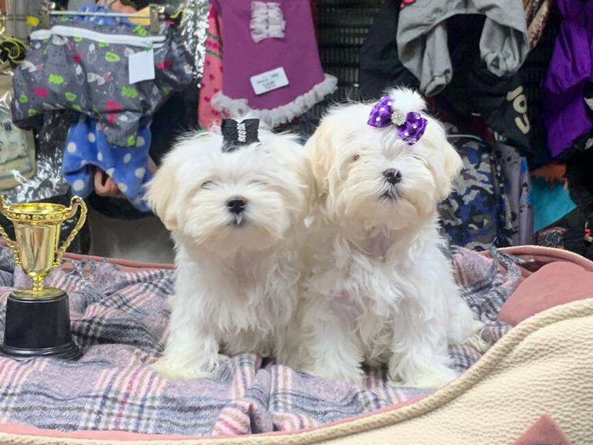 Щенки мальтийской болонки mini