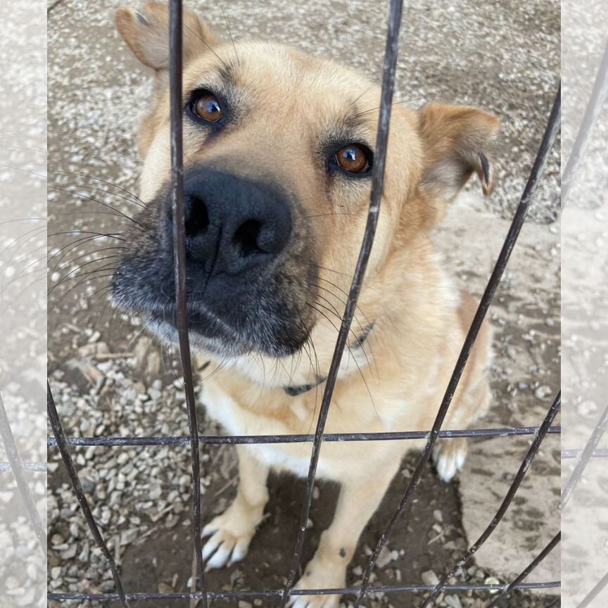 Взрослый пёс в добрые руки