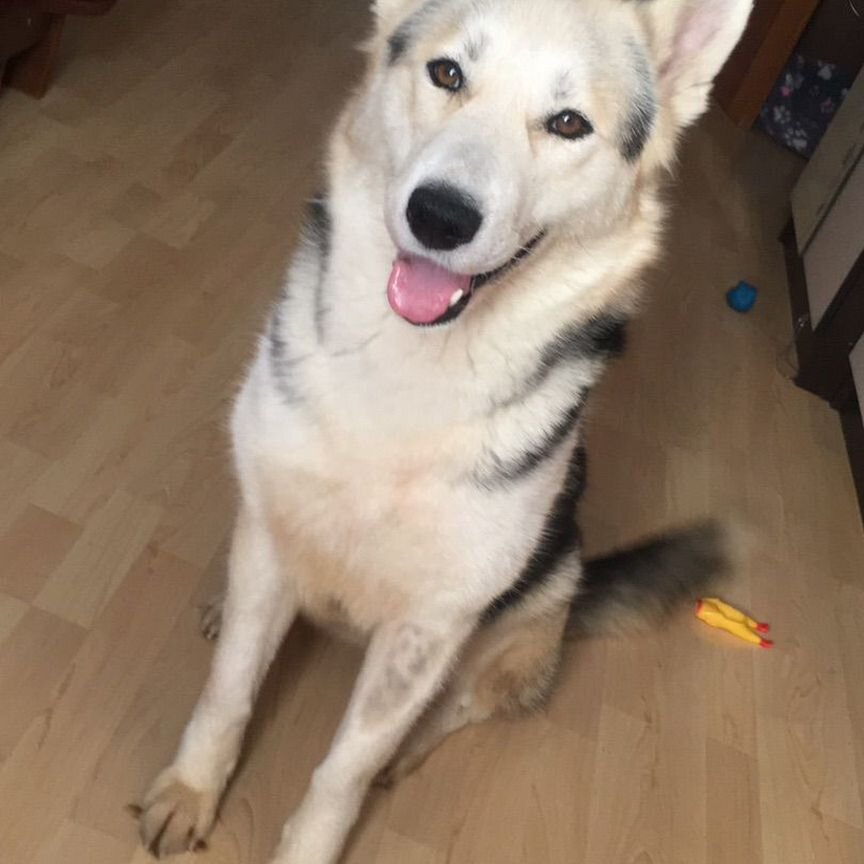 Сибирский хаски