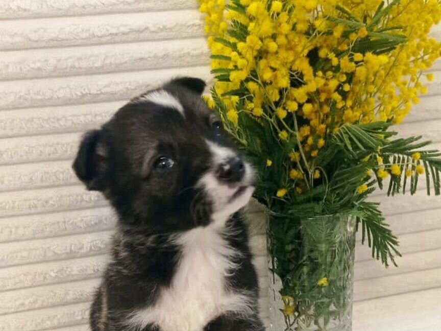 Подарочек щенок