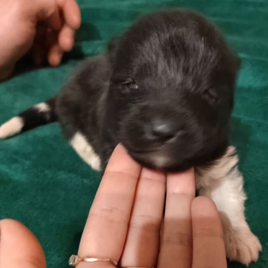 Американская акита, щенок