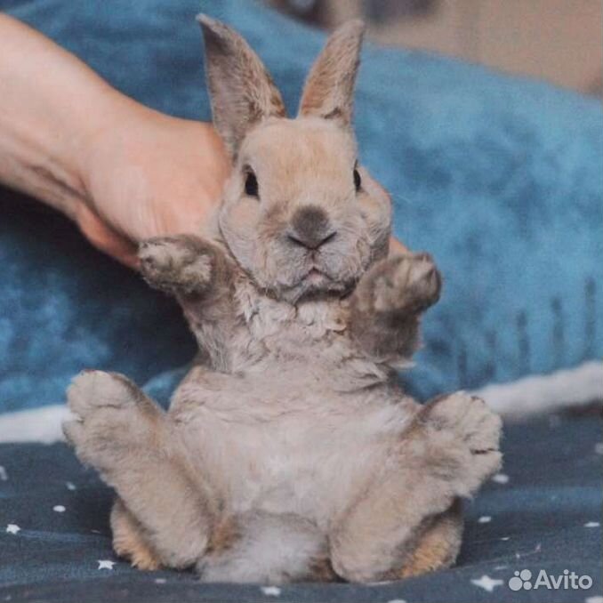 Крольчата карликовый рекс