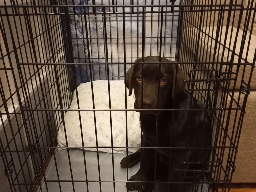 Шоколадный лабрадор