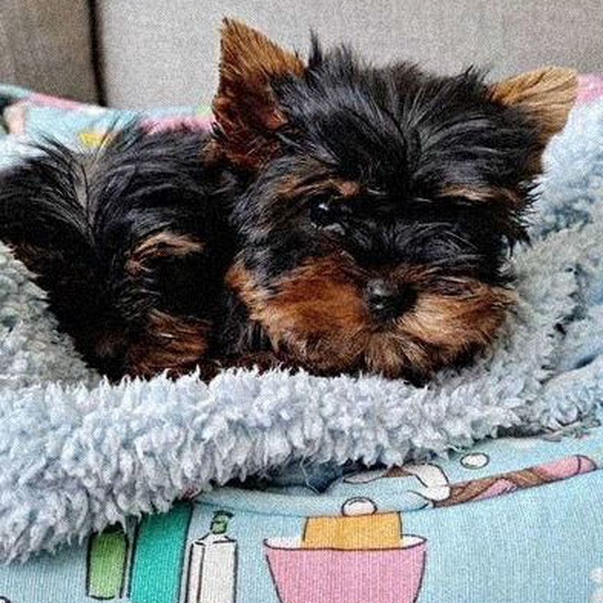 Щенки йоркширского терьера мини