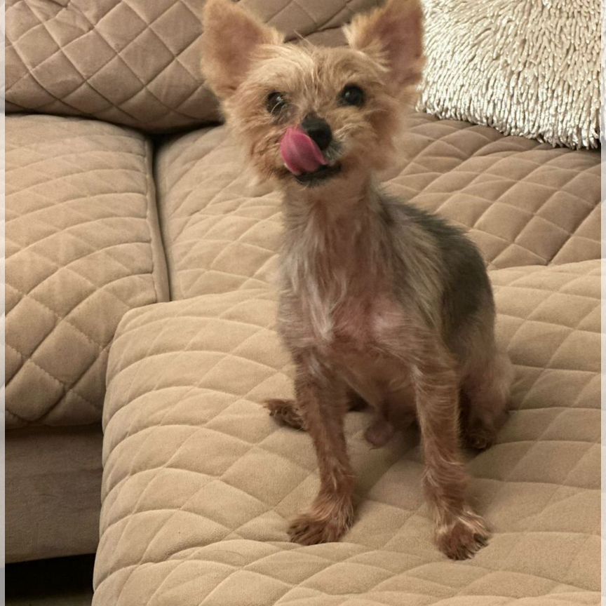 Йоркширский терьер, взрослая собака