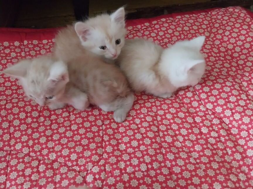 Котята в добрые руки