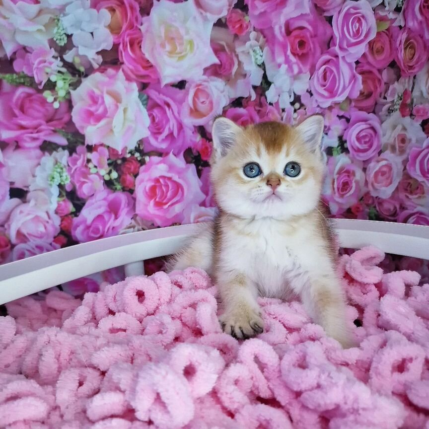 Шотландский золотой котенок(мальчик)