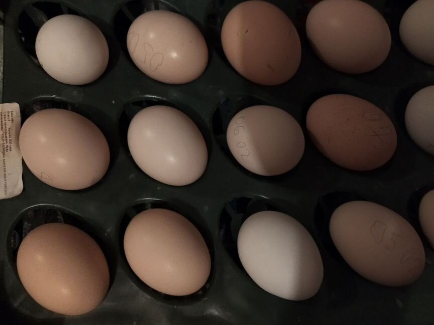 Инкубационное яйцо фавероль