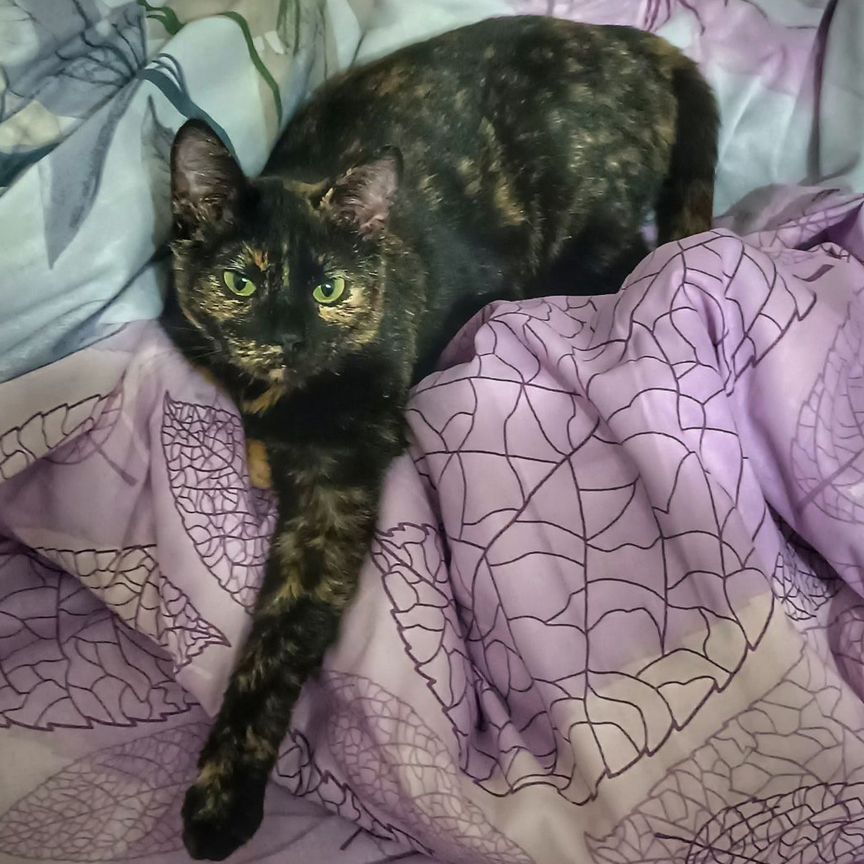 Предательство, кошечку оставили