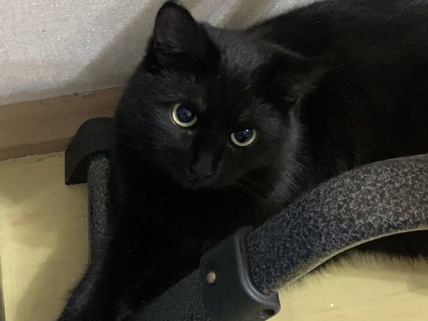 Котик Черныш ищет свою семью