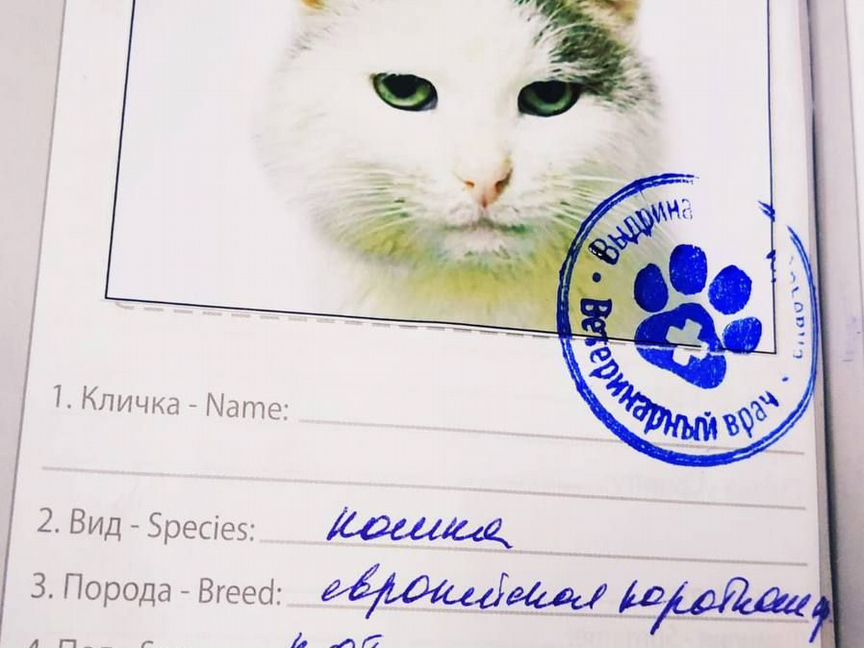 Котик в добрые руки