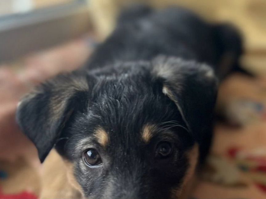 Щенок-девочка в добрые руки