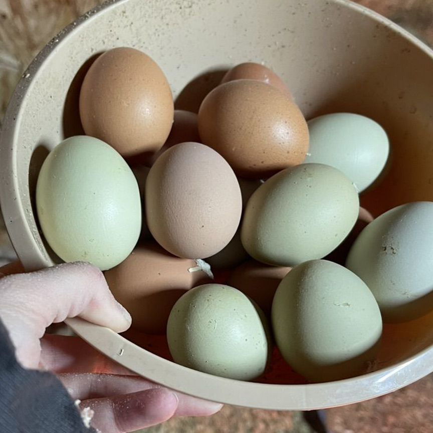 Соберу инкубационное яйцо под заказ