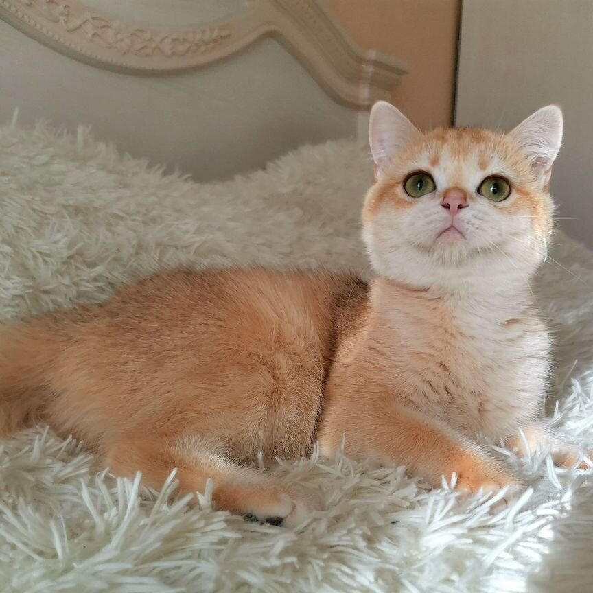 Девочка шоколадное золото