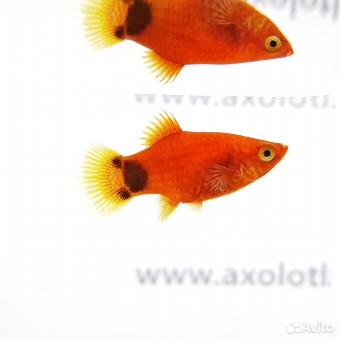 Пецилия Микки Маус Красный (арт 5053)