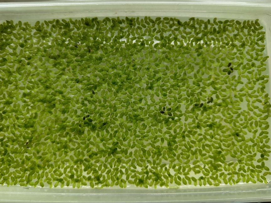 Ряска малая (весь объем)