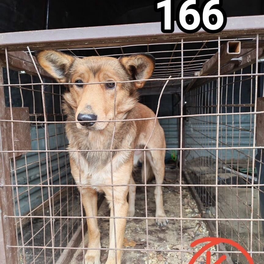 Взрослая собака в добрые руки