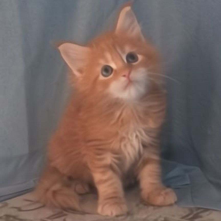Мейн-кун котёнок