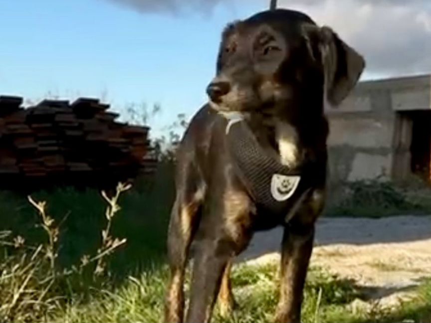Щенок Витя хочет войти в свой дом
