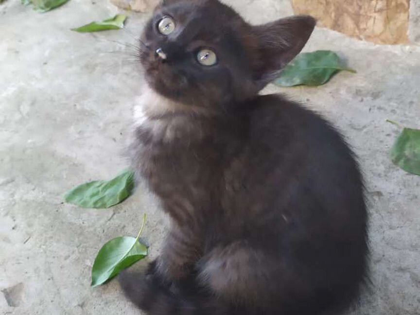 Котята