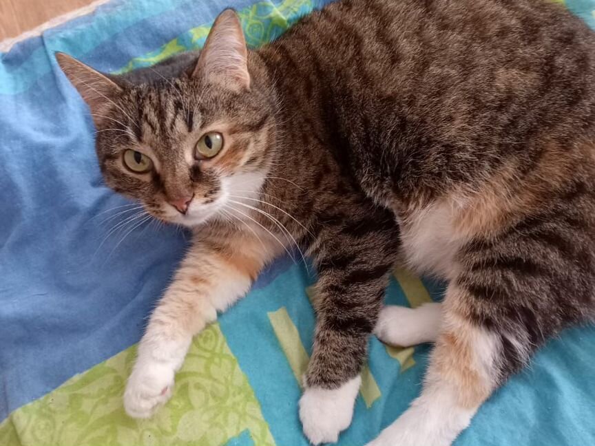 Гелля в активном поиске