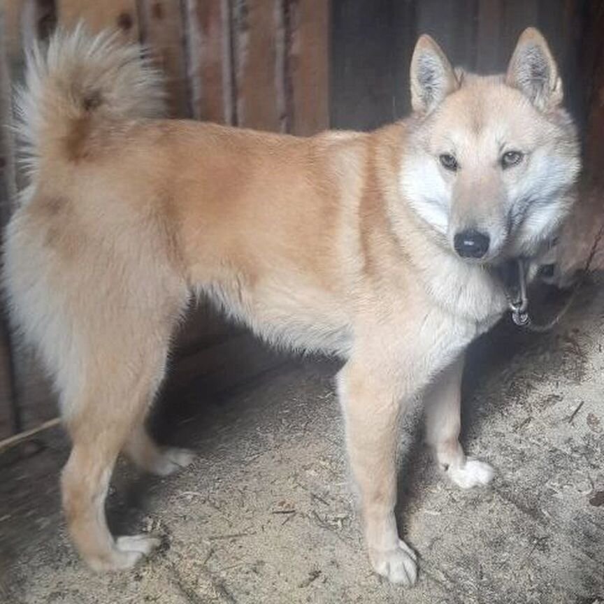 Западносибирская лайка, взрослая собака